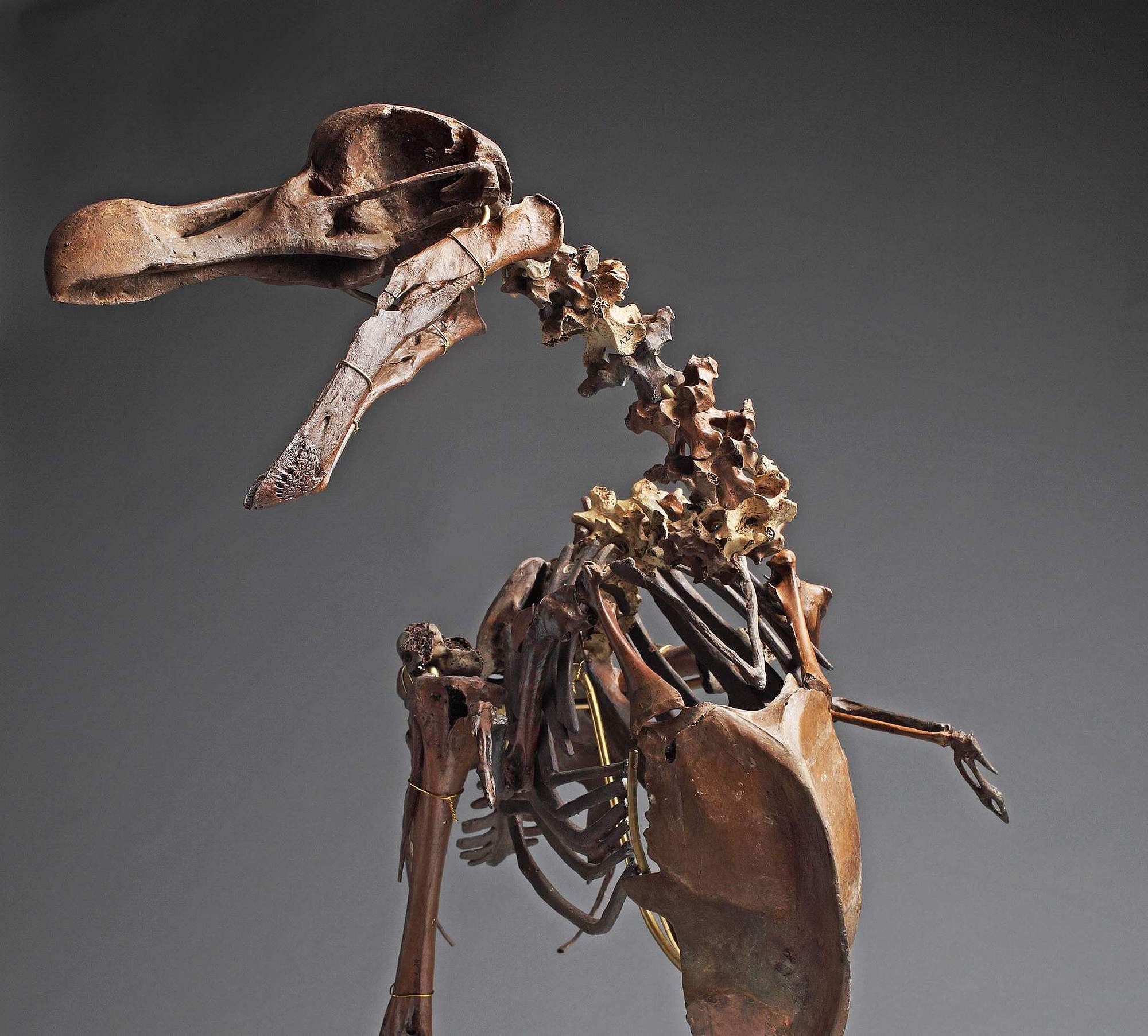 Le dodo | Naturéum