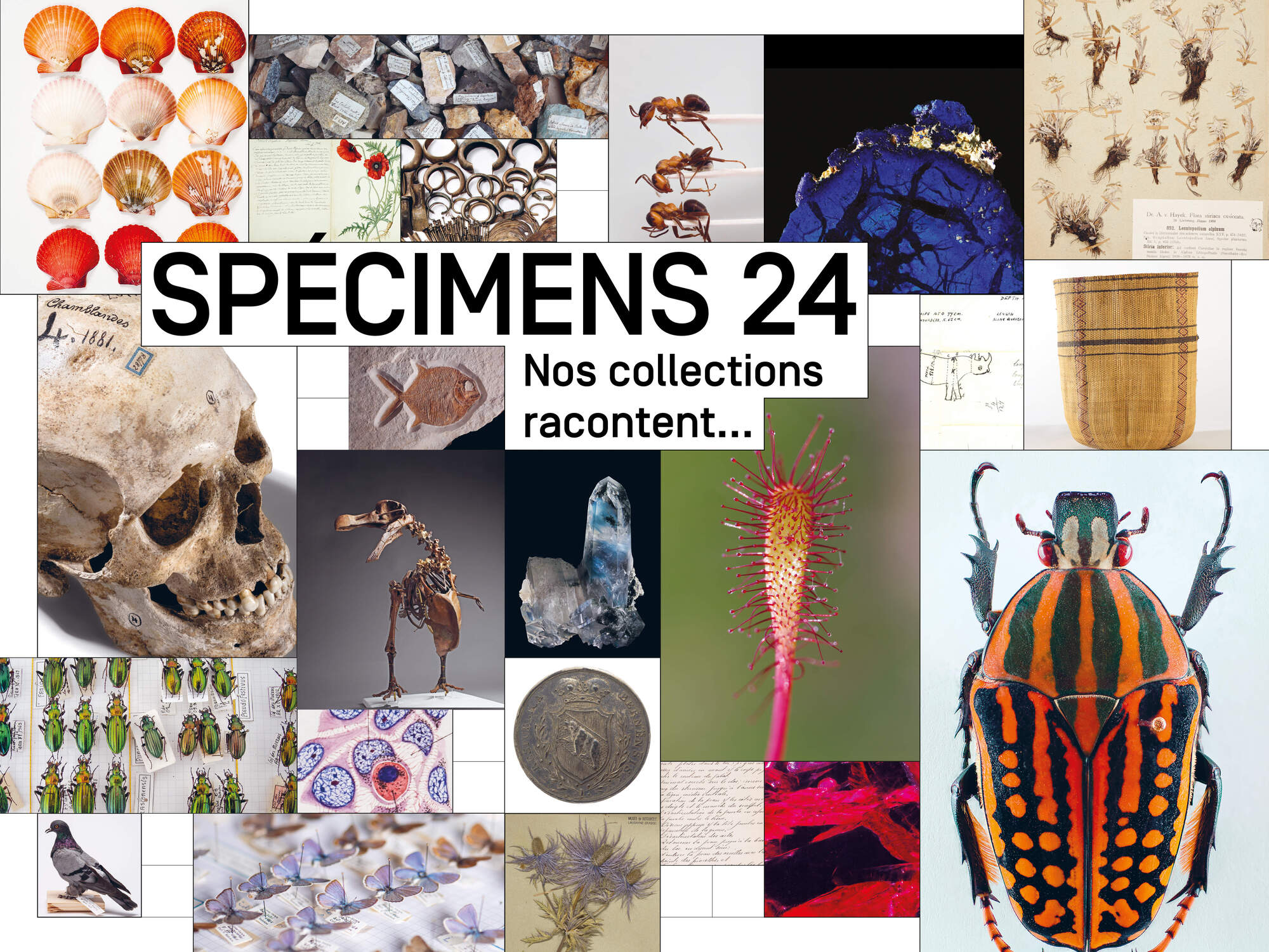 Spécimens 24 | Naturéum
