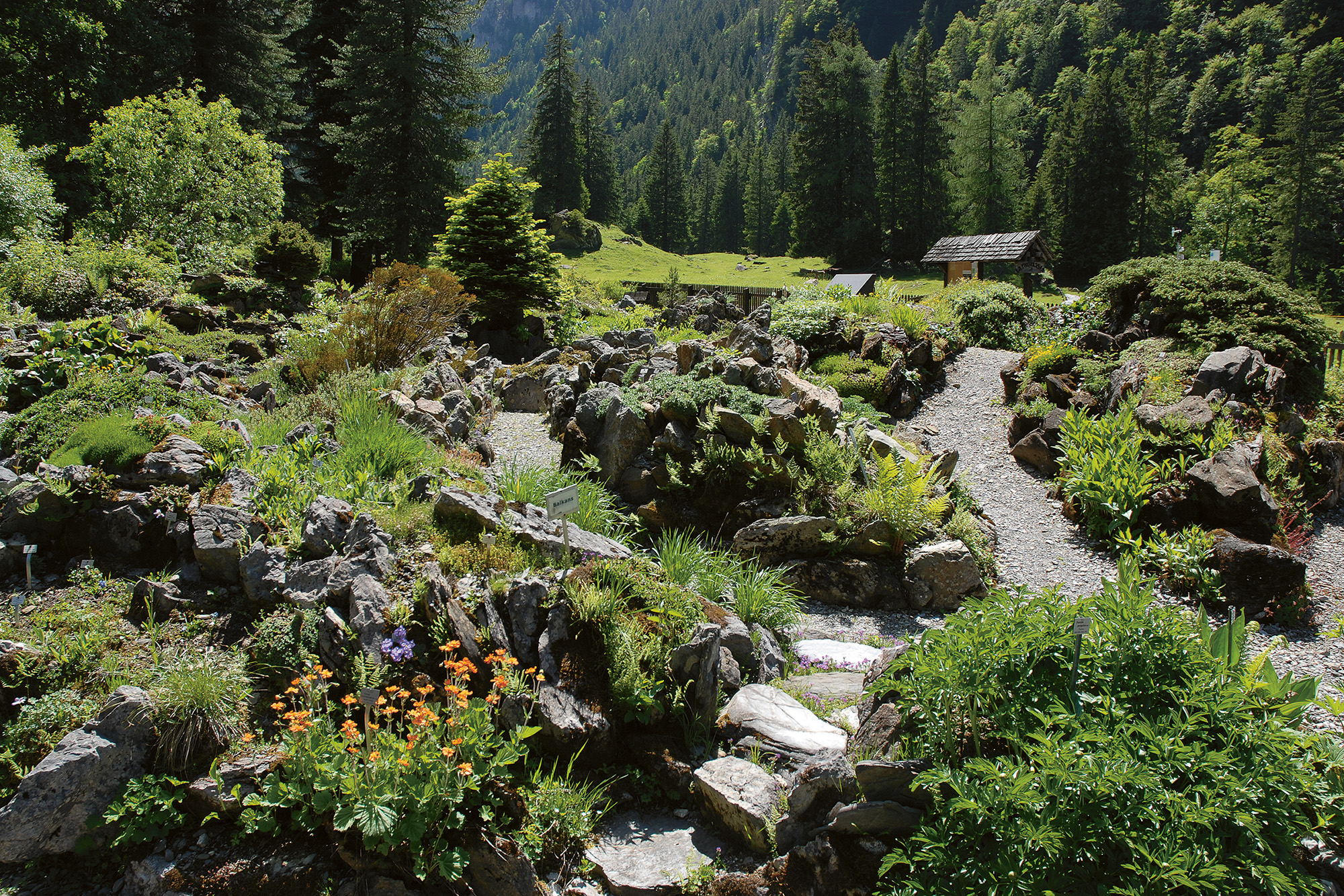 Jardin alpin : La Thomasia | Naturéum